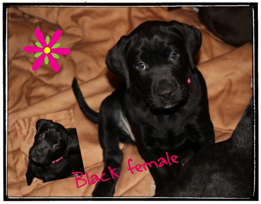 Black female at seven weeks – Archway Labradors (Retriever)