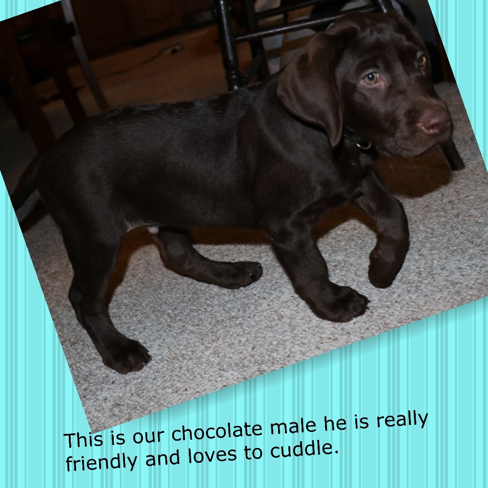 Chocolate Male having playtime and cuddle time. – Archway Labradors ...