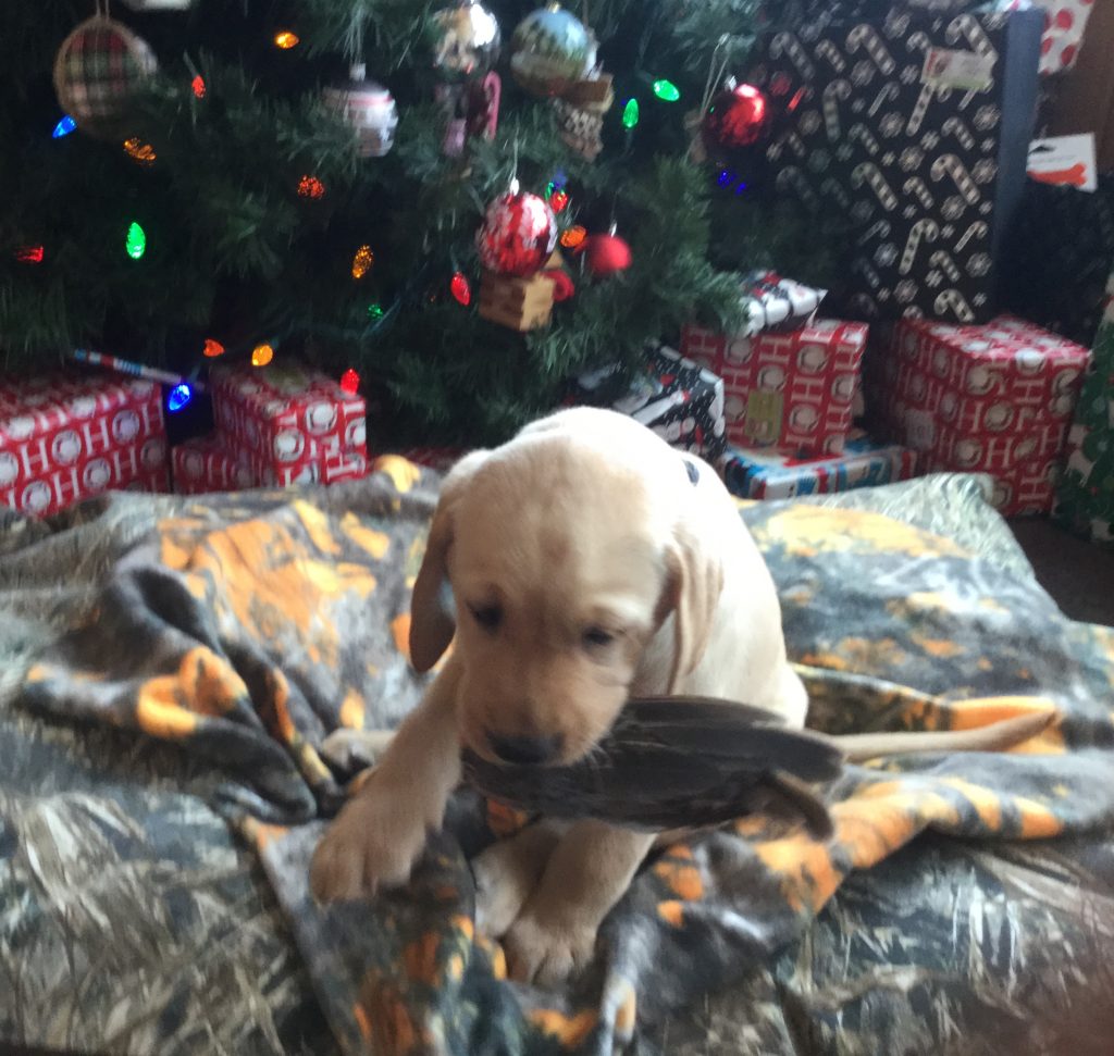 Gunner is his new home. – Archway Labradors (Retriever)