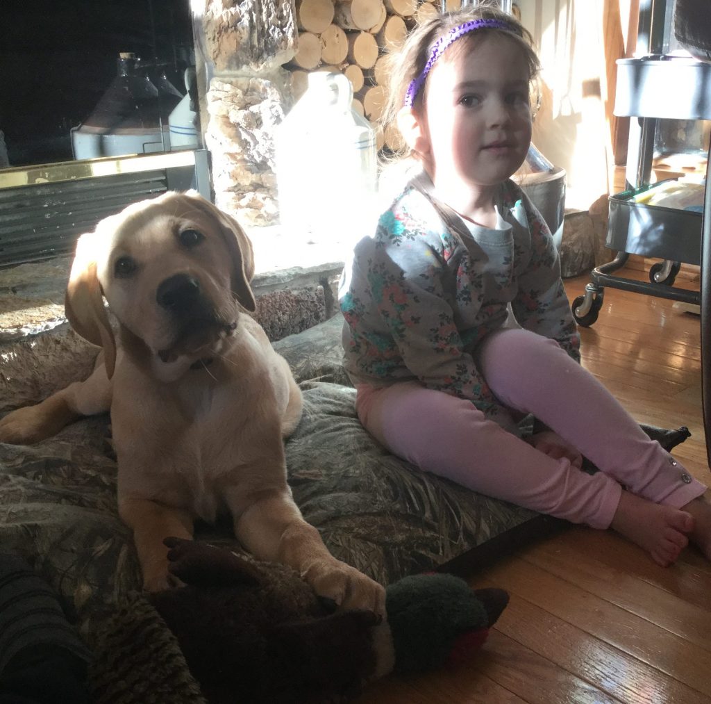 Handsome Gunner, is 30 pounds… – Archway Labradors (Retriever)