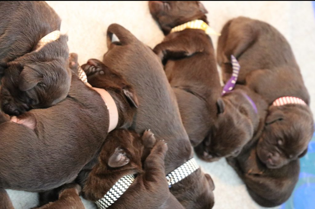 Pups are now one week old – Archway Labradors (Retriever)