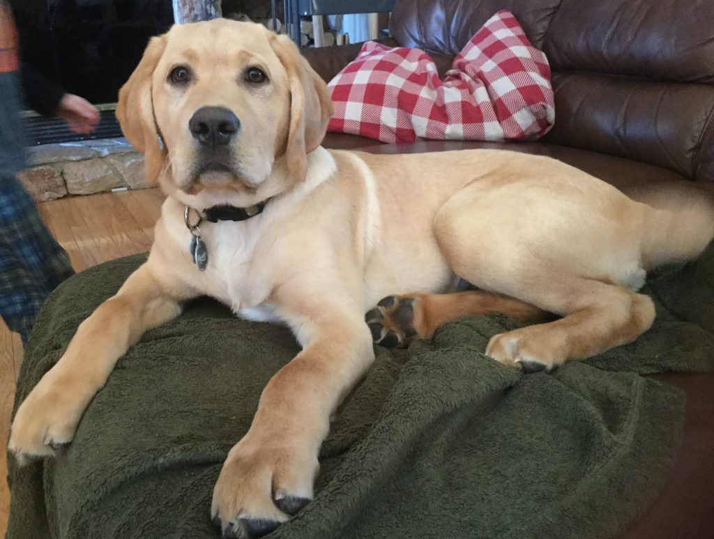 Gunner – Archway Labradors (Retriever)