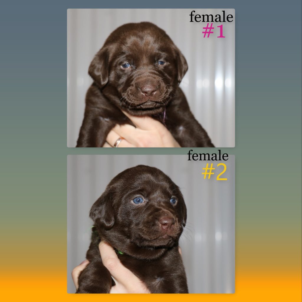 Flora and Gunner pup number 1 and 2 – Archway Labradors (Retriever)