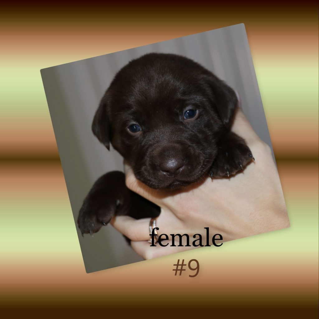 Flora and Gunner pup number 9 – Archway Labradors (Retriever)