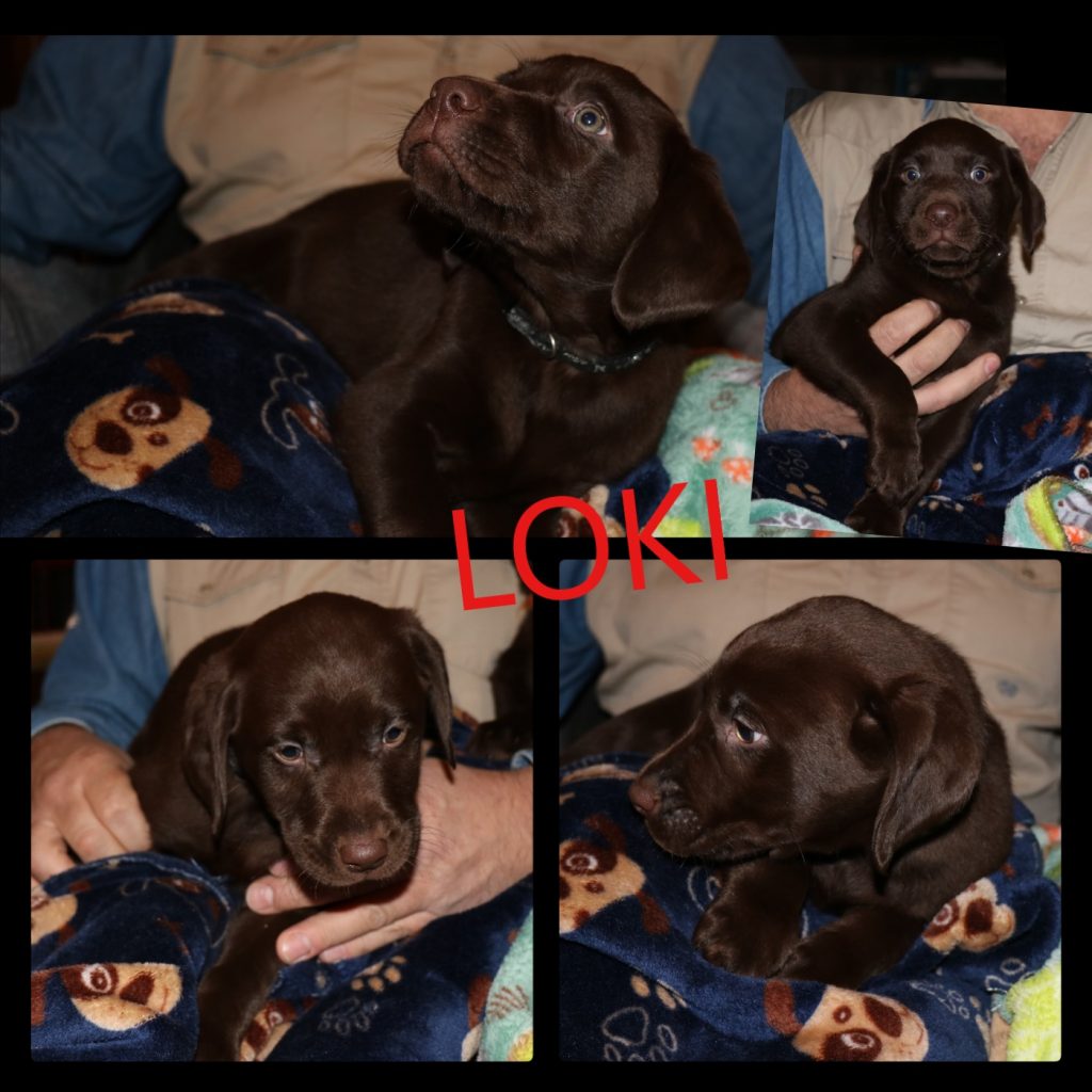 Loki Moves to Thunder Bay …. – Archway Labradors (Retriever)