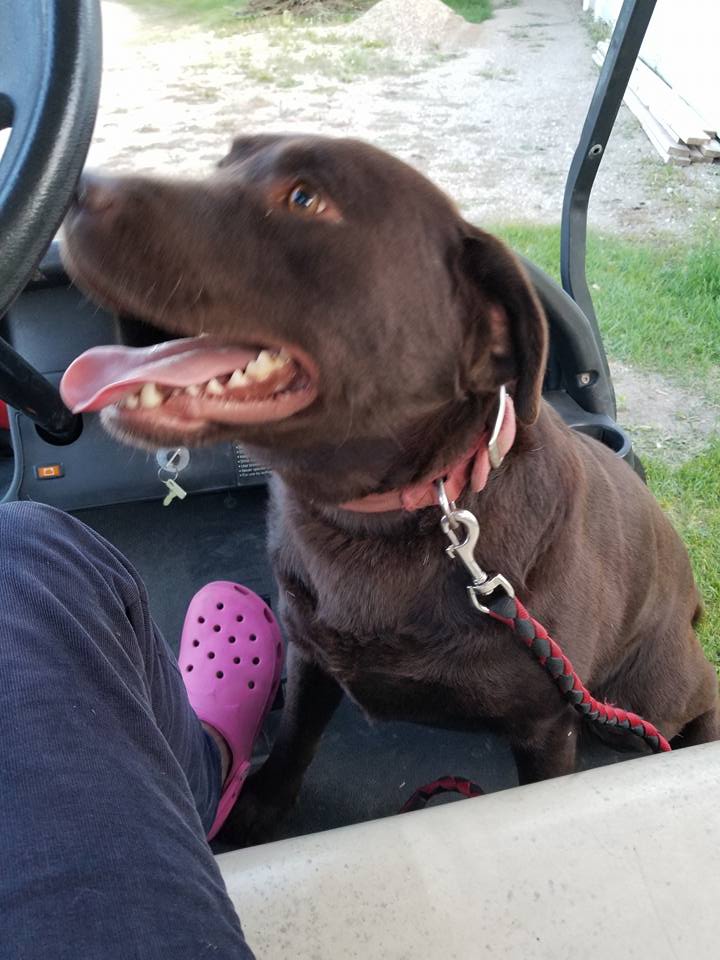 Flora and Gunner, puppies coming soon! – Archway Labradors (Retriever)