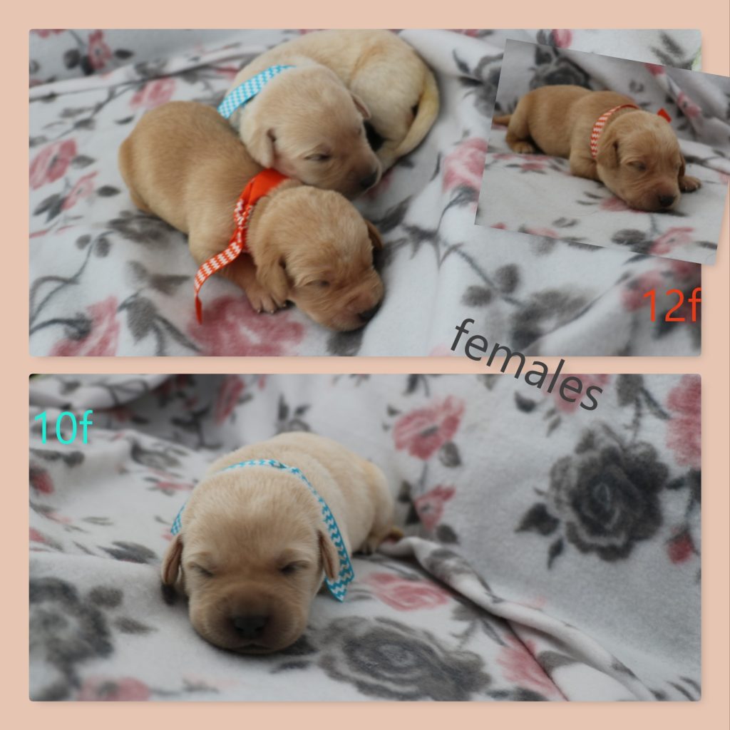 Coka’s pups are one week old… – Archway Labradors (Retriever)