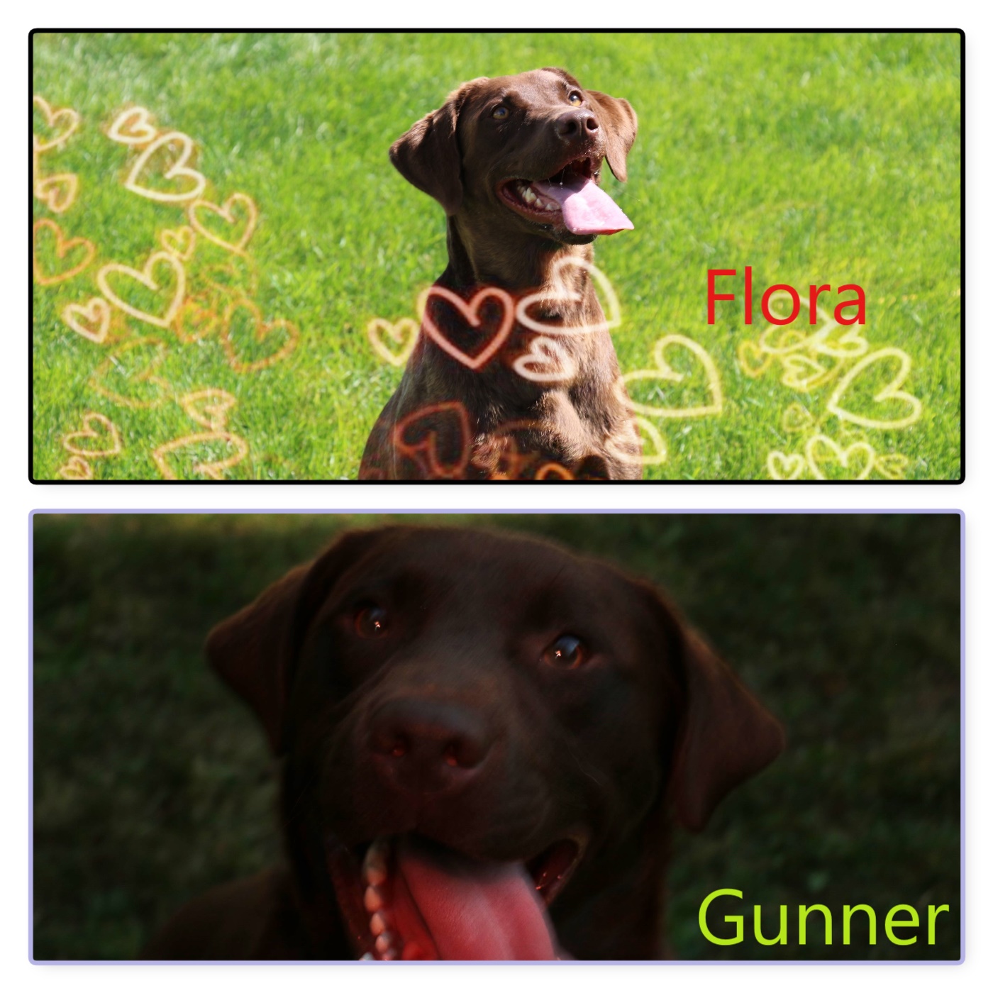 Gunner and Flora – Archway Labradors (Retriever)