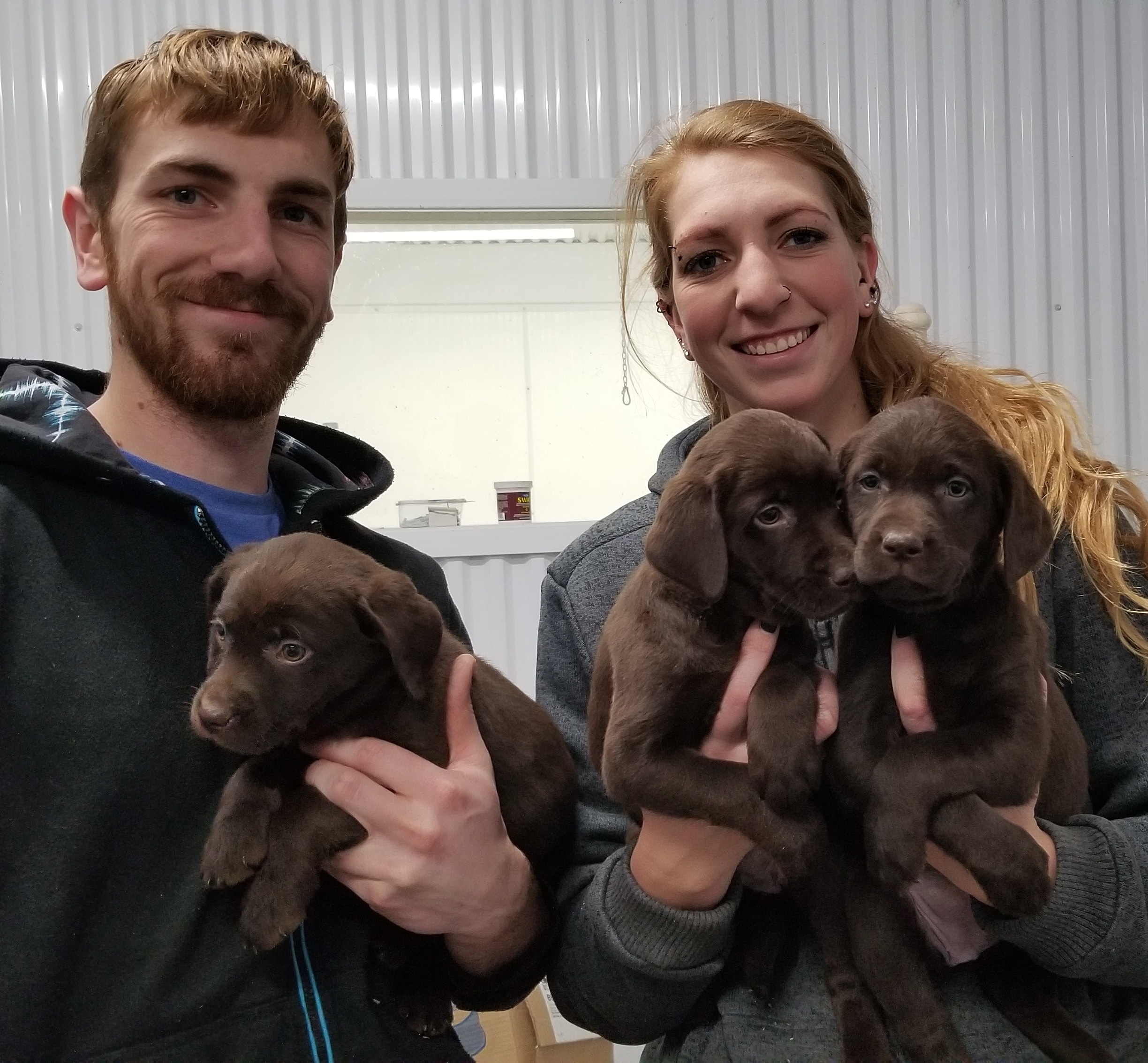 Puppies and visitors.. – Archway Labradors (Retriever)