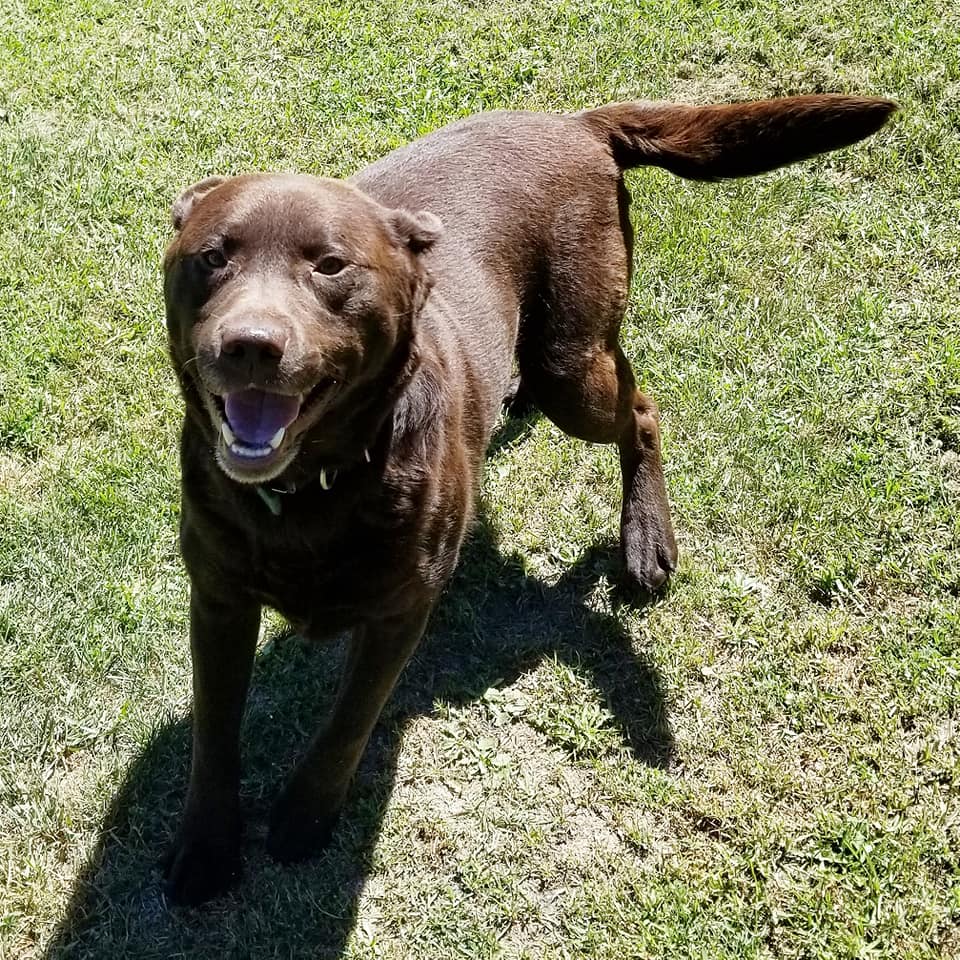 GUNNER – Archway Labradors (Retriever)