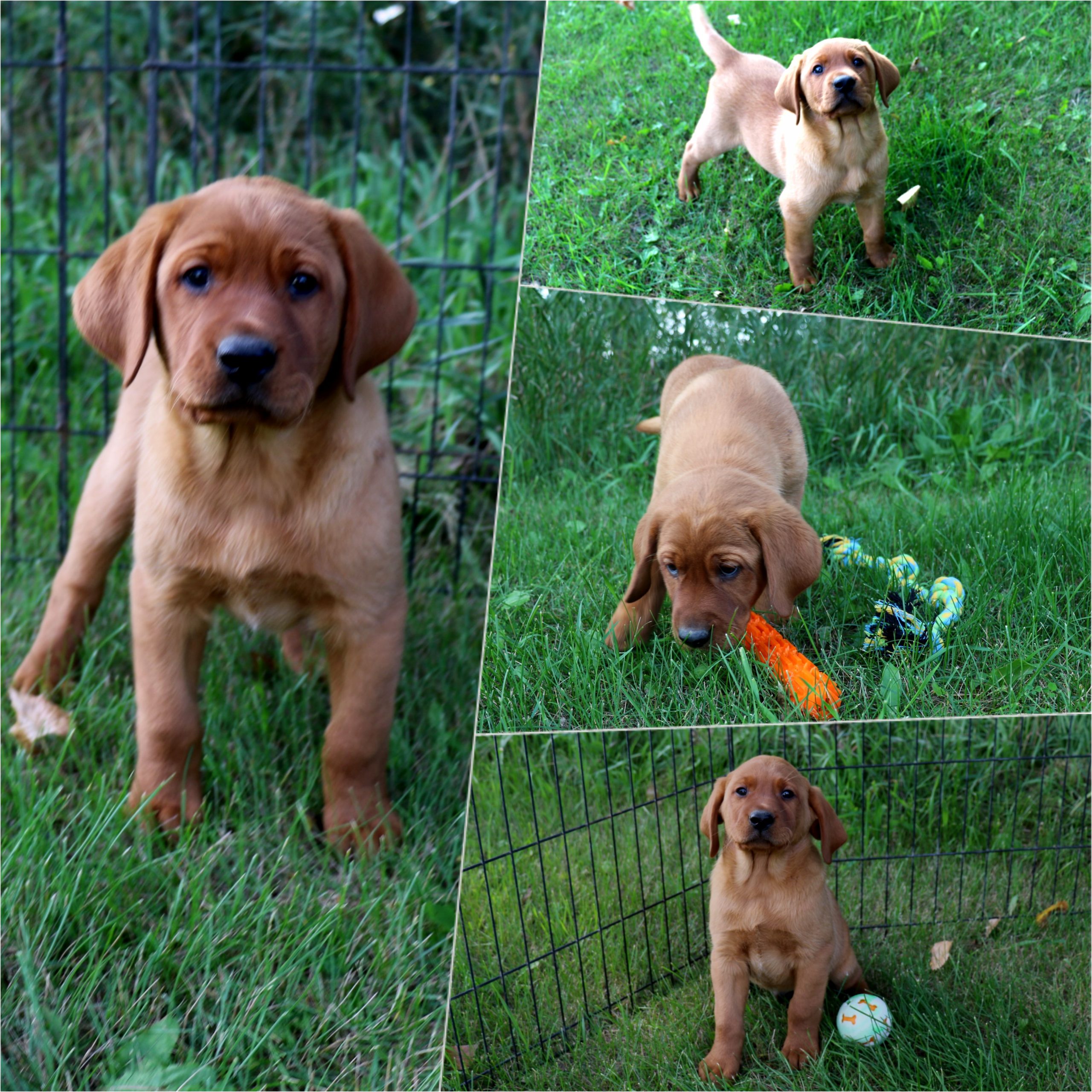 PURCHASE INFO – Archway Labradors (Retriever)