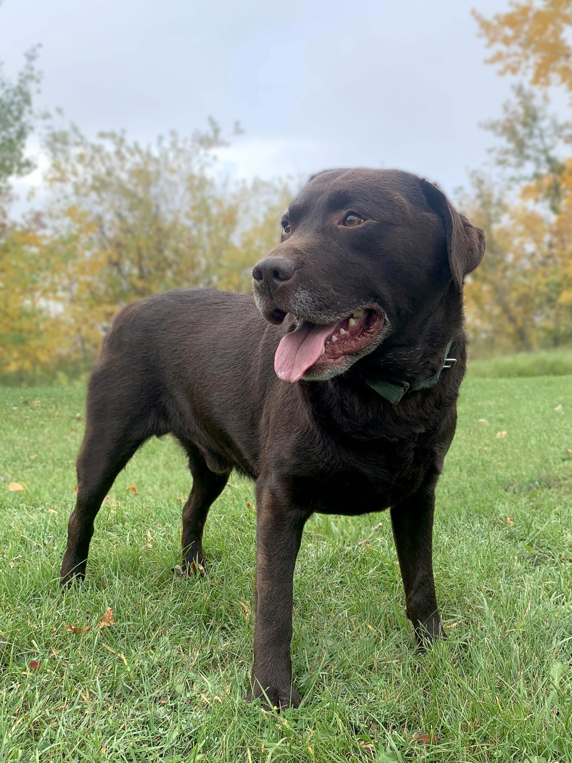 GUNNER – Archway Labradors (Retriever)