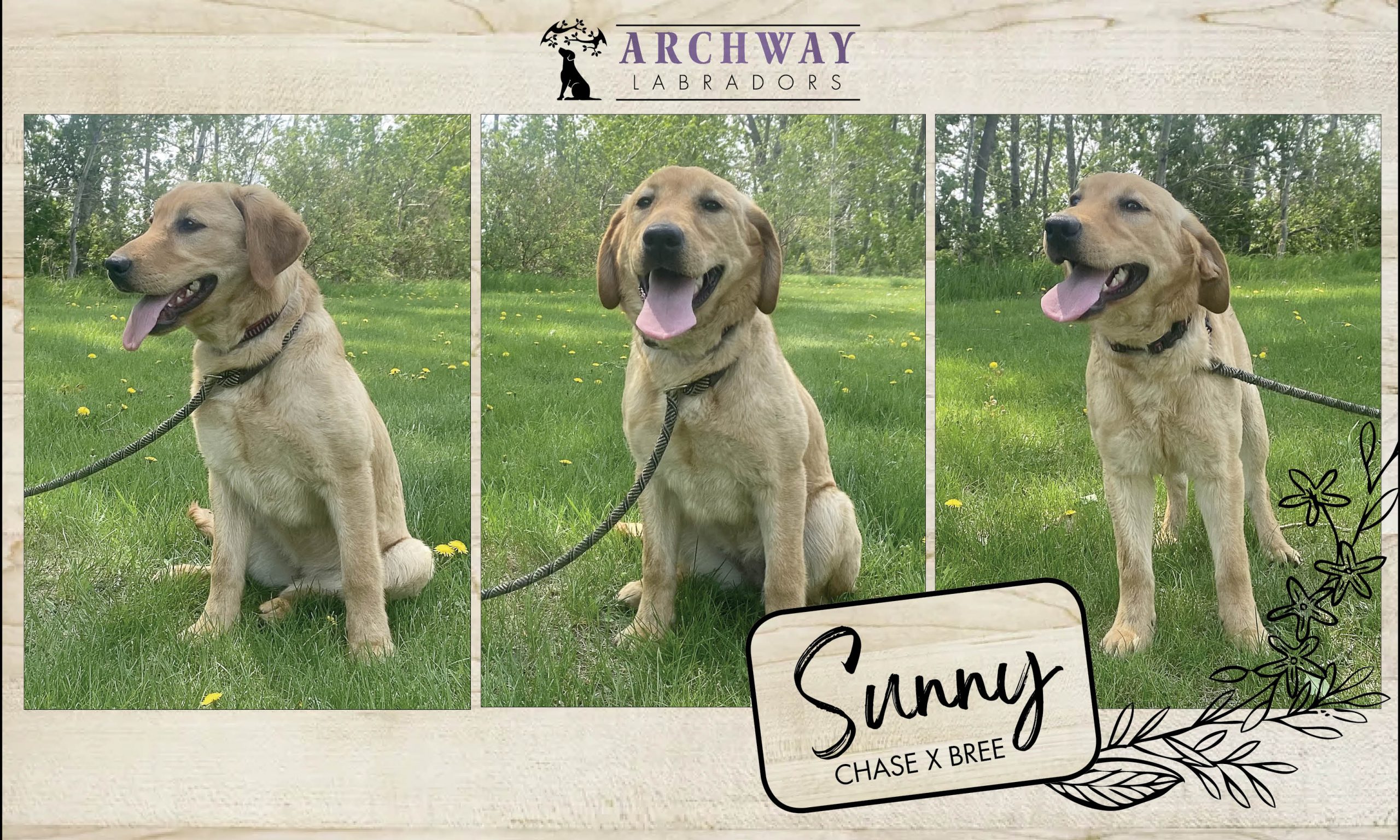 Yellow Female Puppy – SUNNY (Sunny now has a forever home where she ...