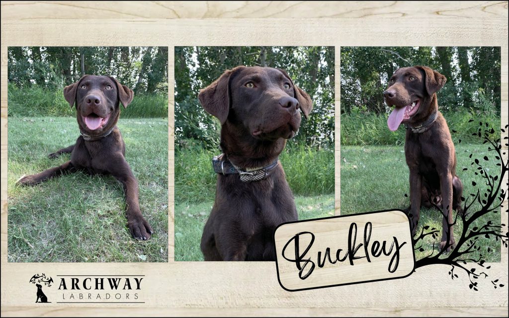 Here we have BUCKLEY! Buckley has a home on a grain farm. – Archway ...