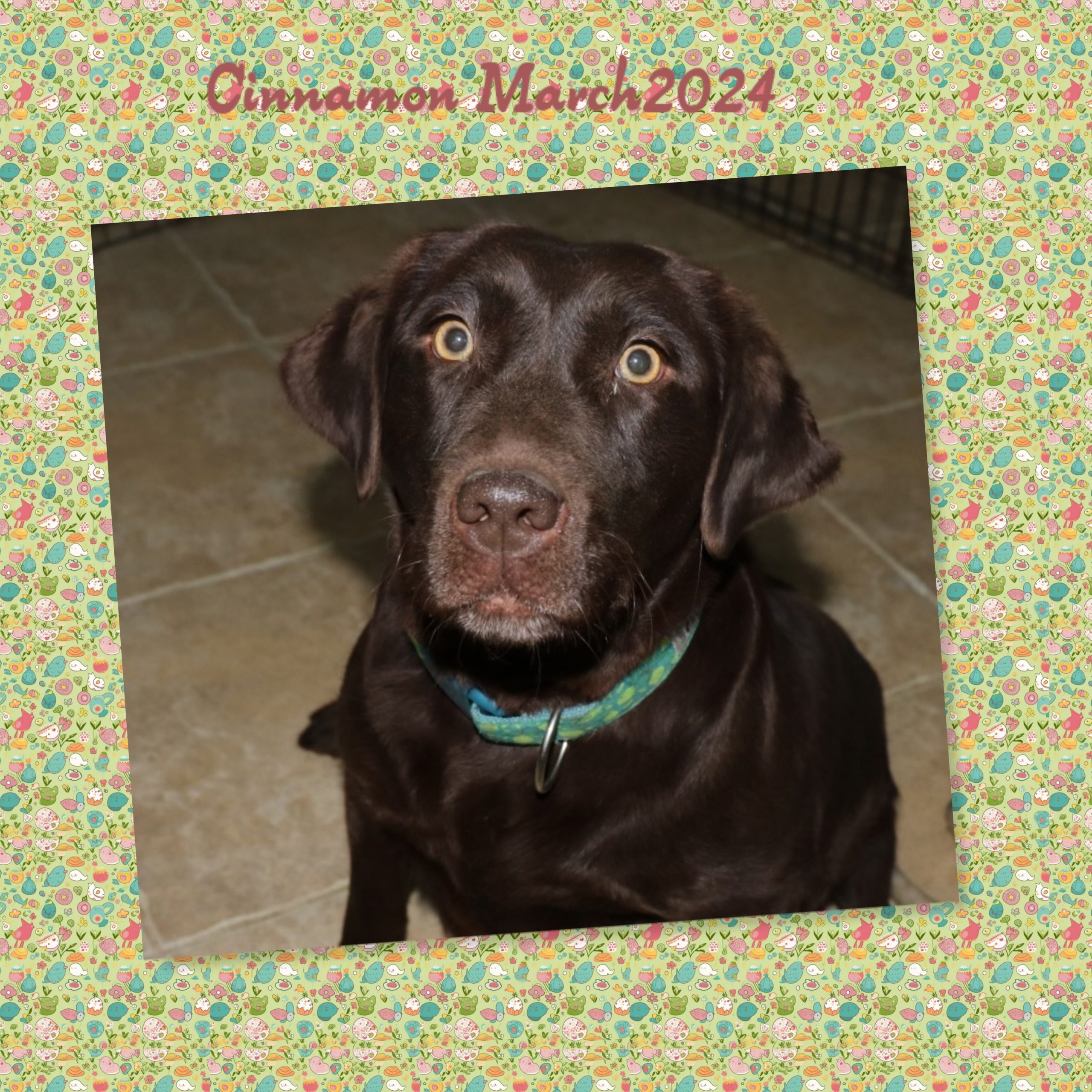 Cinnamon March 2024 – Archway Labradors (Retriever)