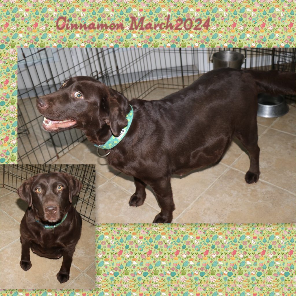 CINNAMON – Archway Labradors (Retriever)