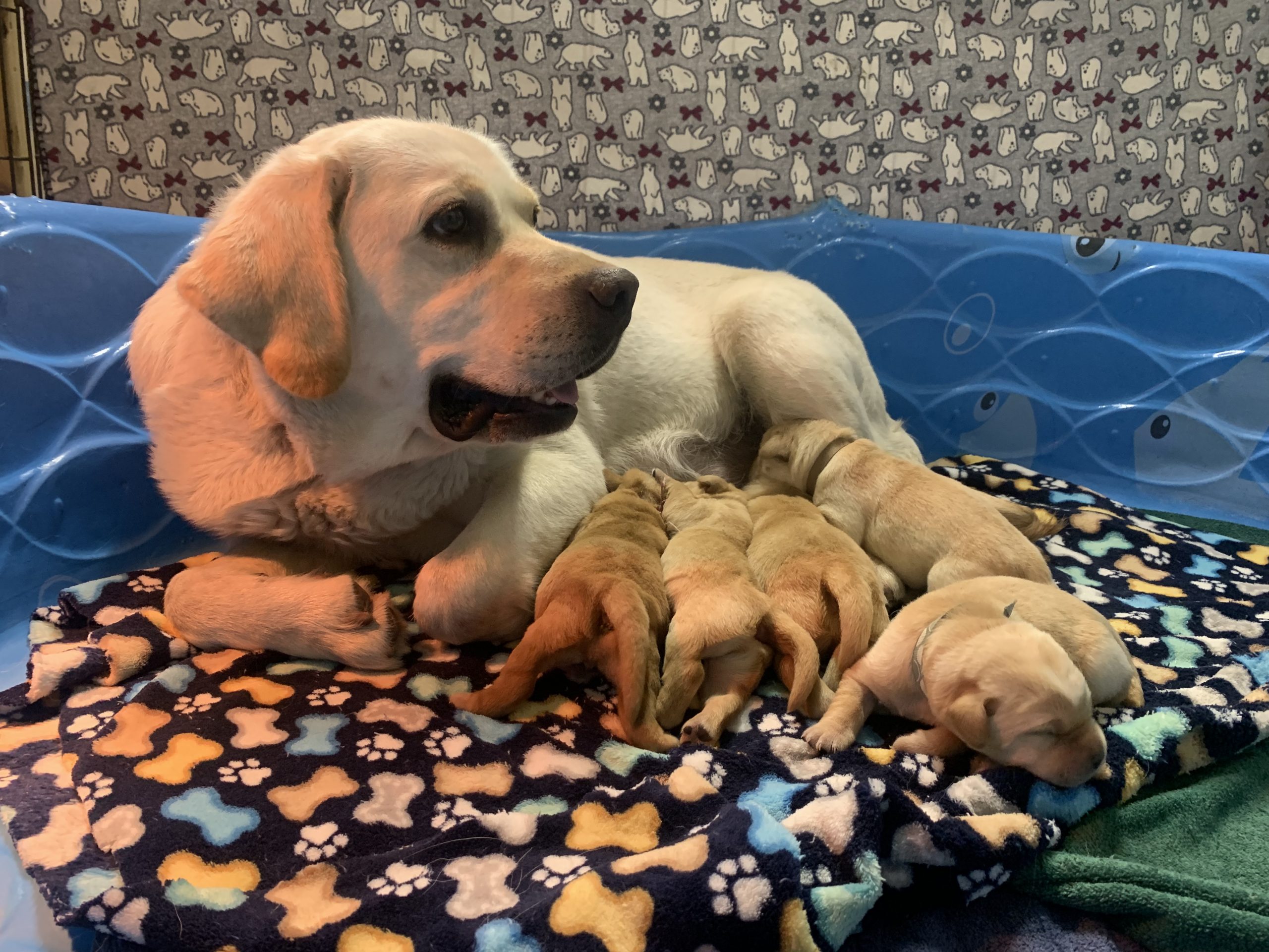 Yellow Puppies – Archway Labradors (Retriever)