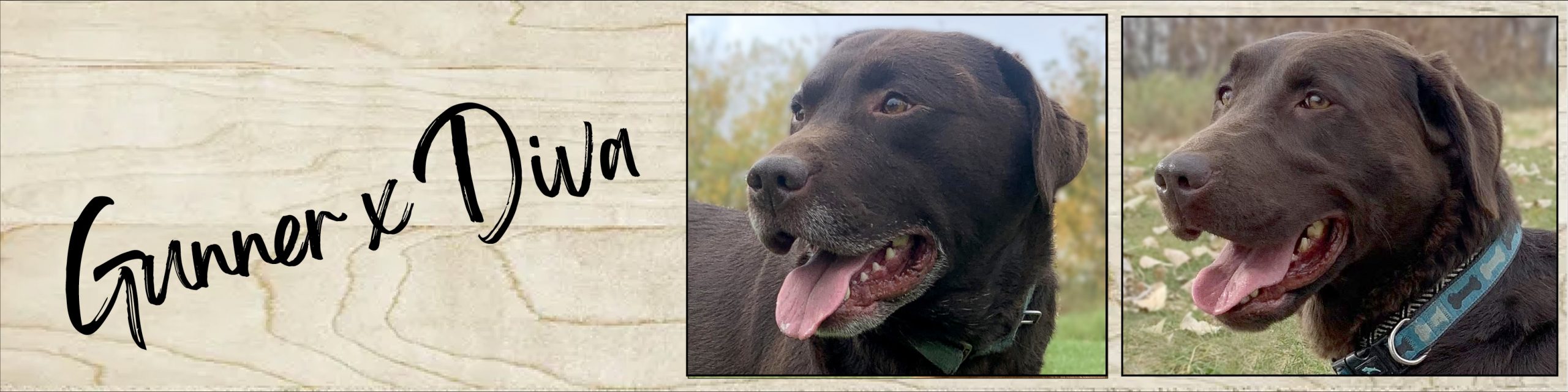 Chocolate Puppies – Archway Labradors (Retriever)
