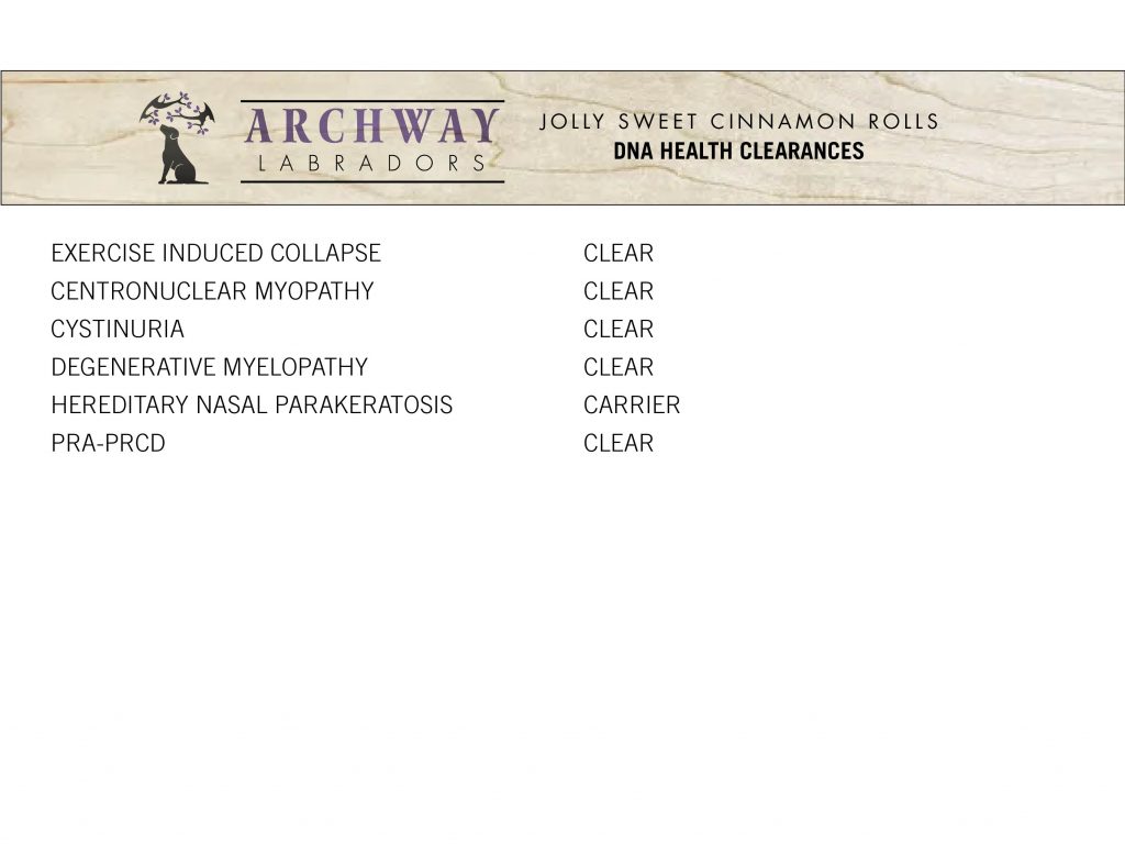 CINNAMON – Archway Labradors (Retriever)
