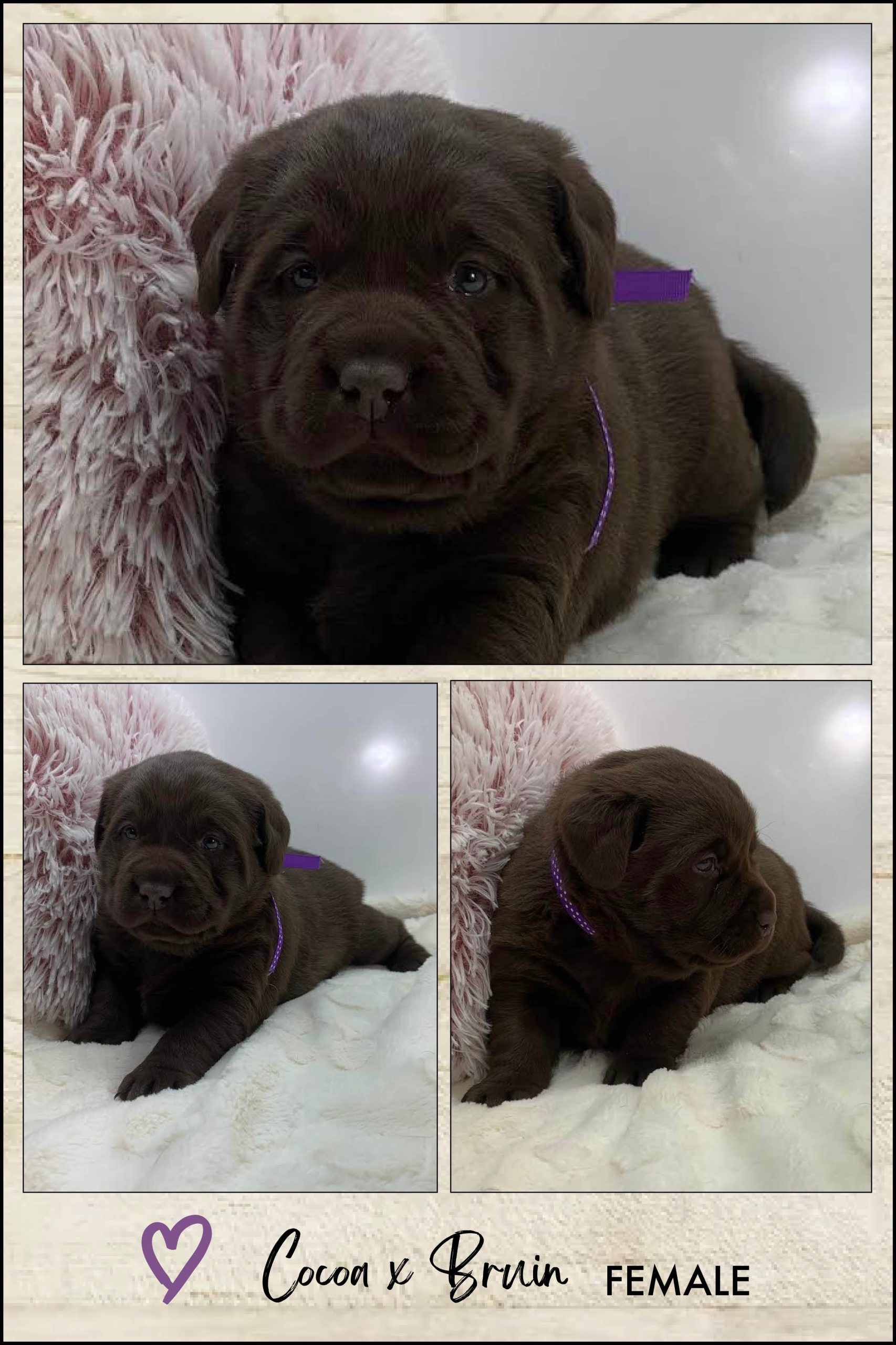 Chocolate Puppies – Archway Labradors (Retriever)