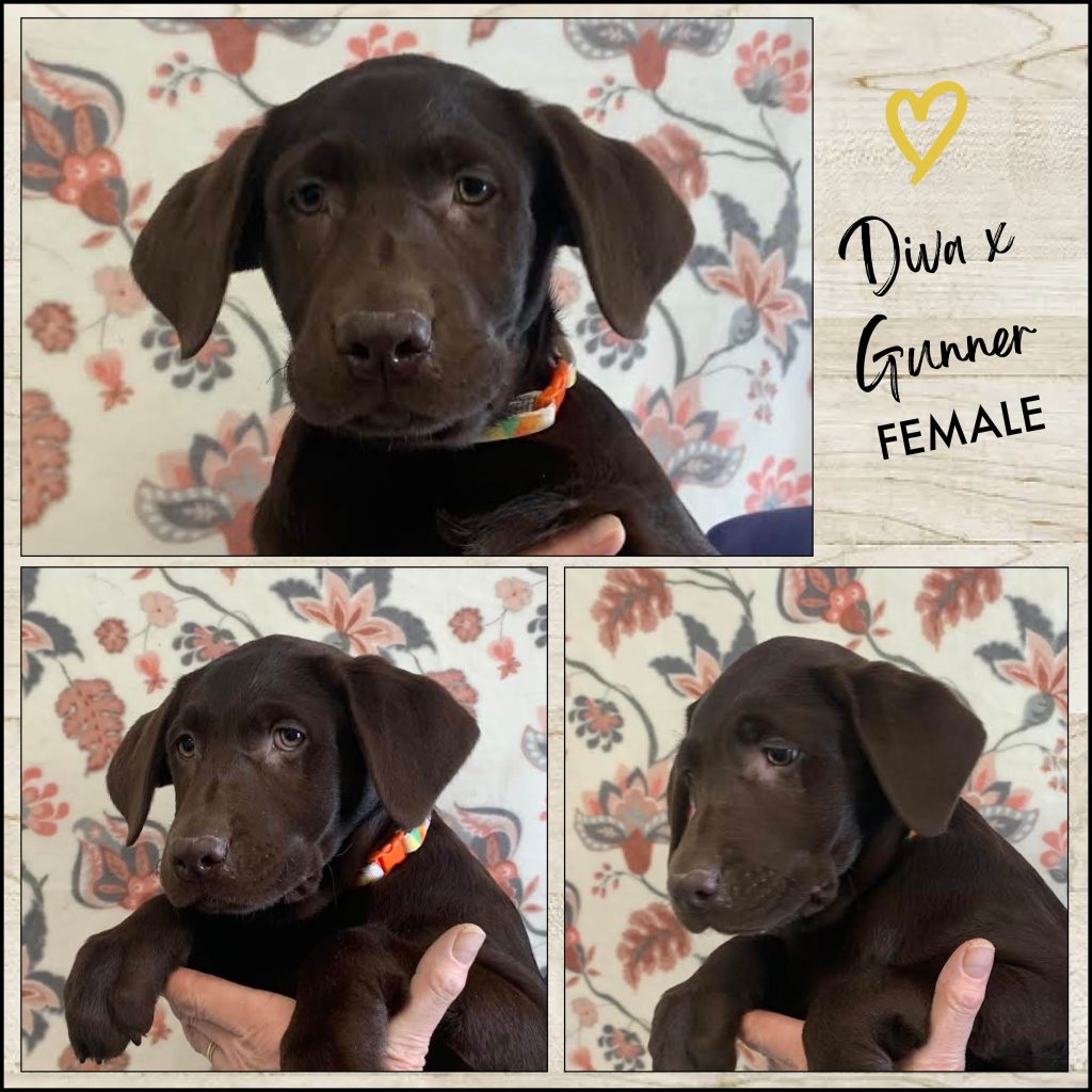Chocolate Puppies – Archway Labradors (Retriever)