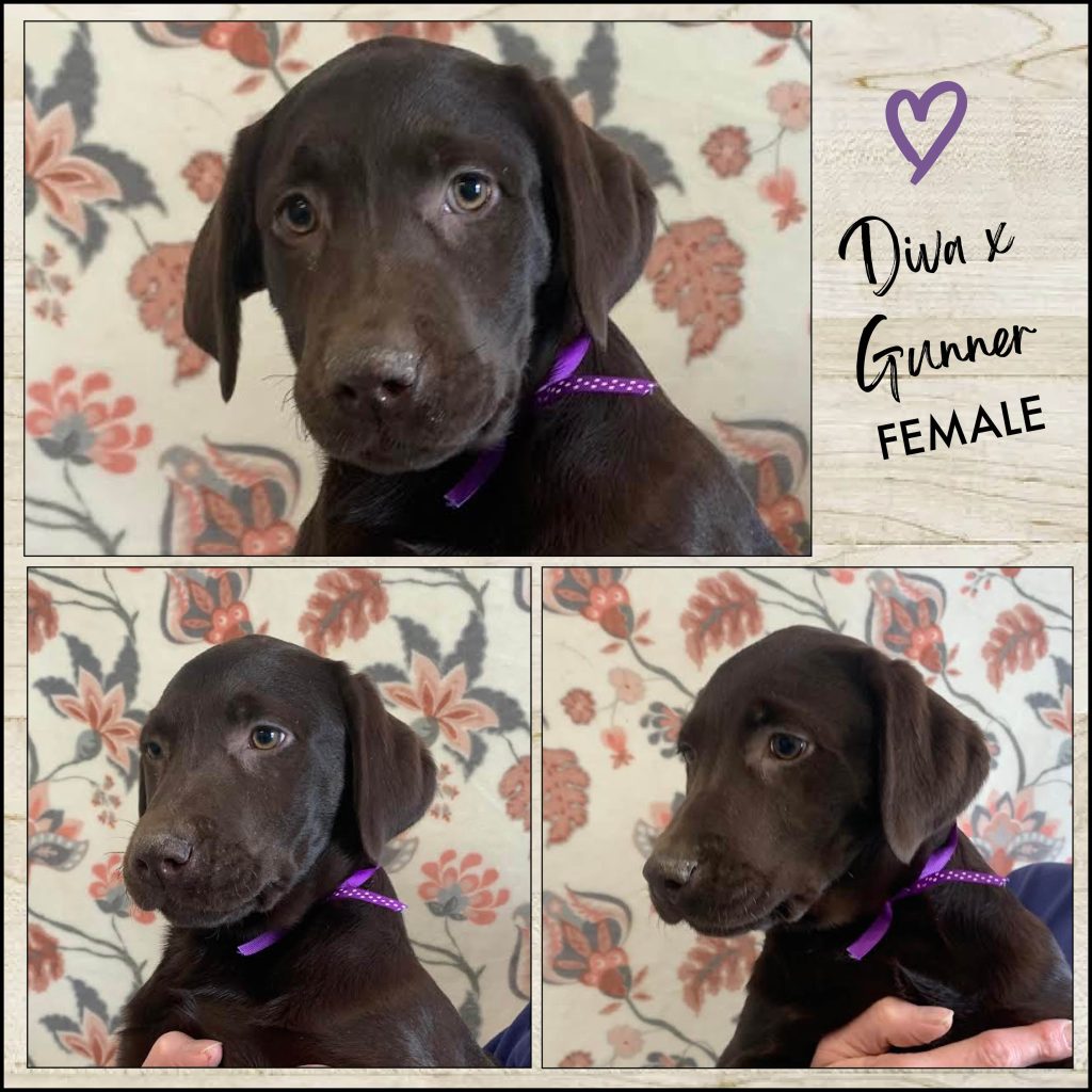 Chocolate Puppies – Archway Labradors (Retriever)
