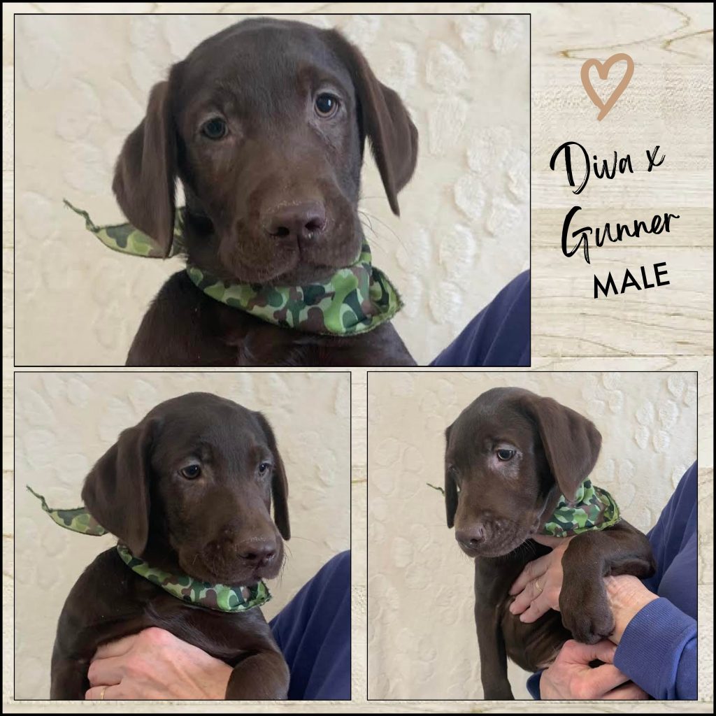 Chocolate Puppies – Archway Labradors (Retriever)